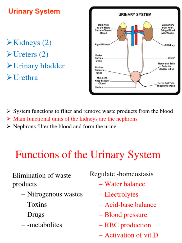 Lect-Urinary Syst - 21 | PDF | Kidney | Creatinine