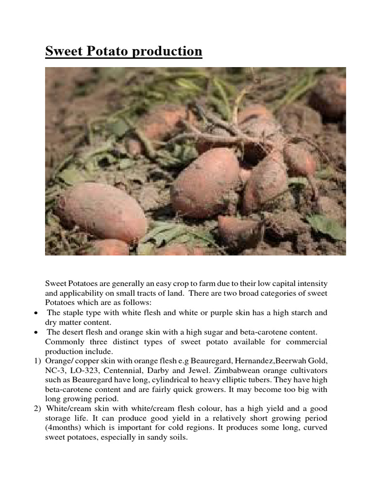 Sweet Potato Production2 | PDF | Potato | Soil