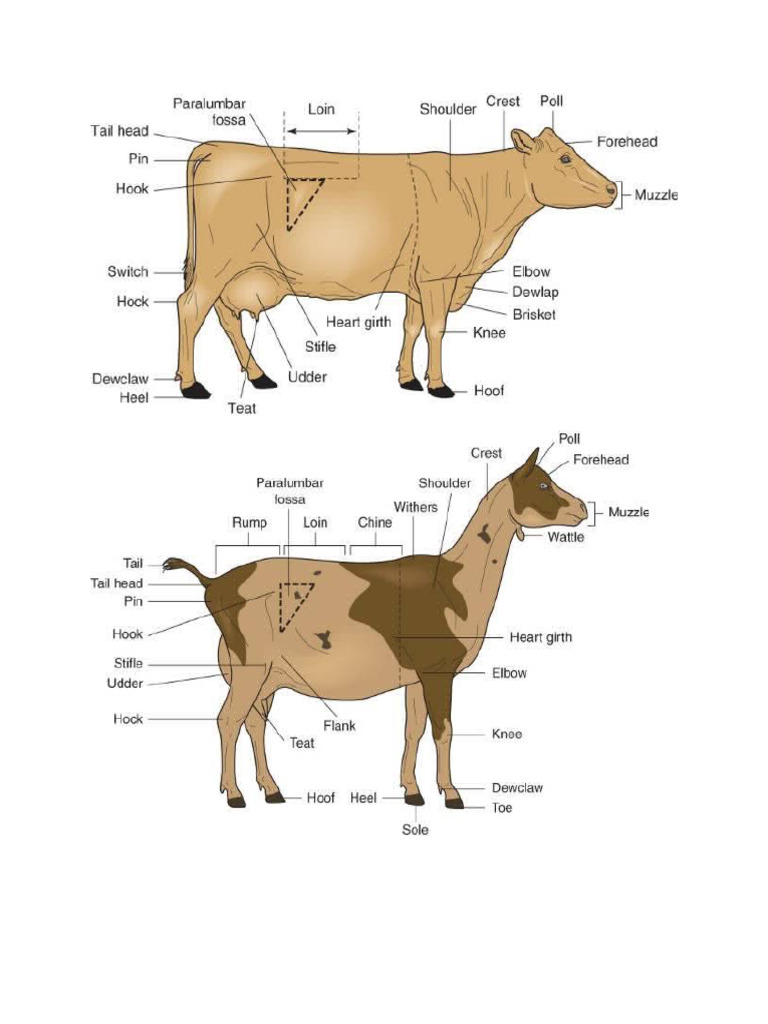 Body Parts Productive Animals | PDF