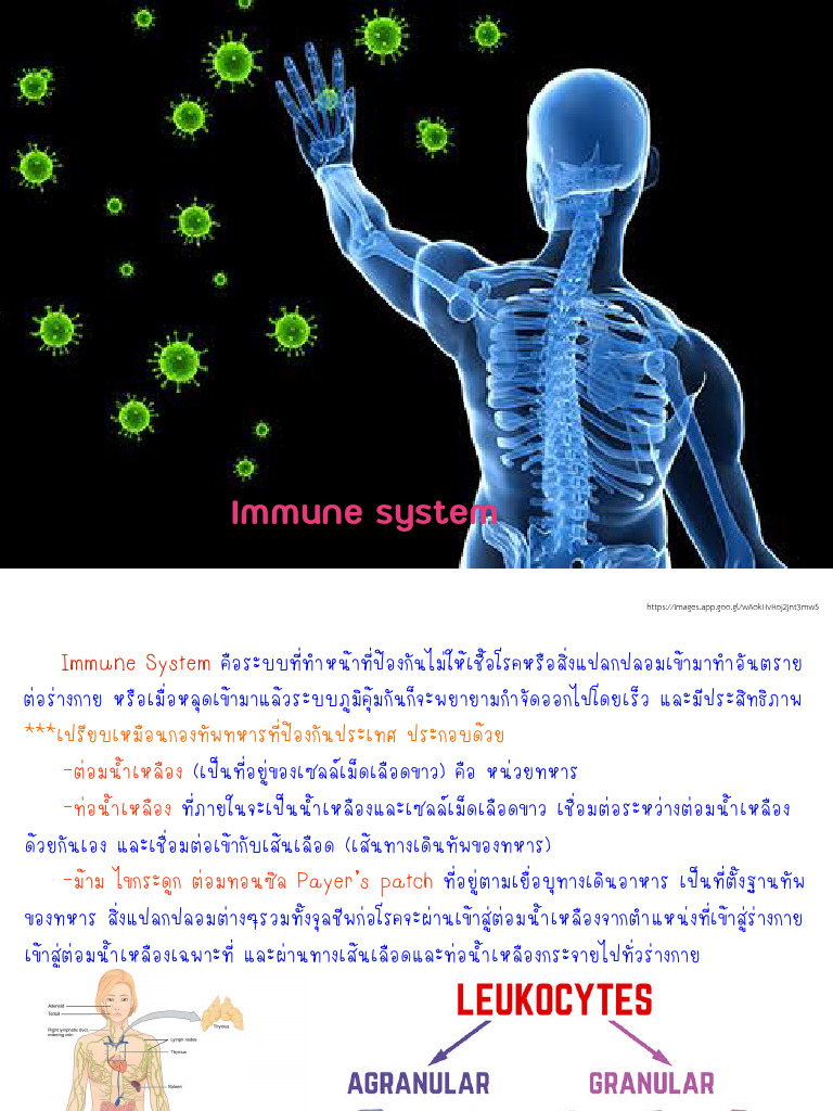 Immune system | PDF | Monocyte | Cell Biology