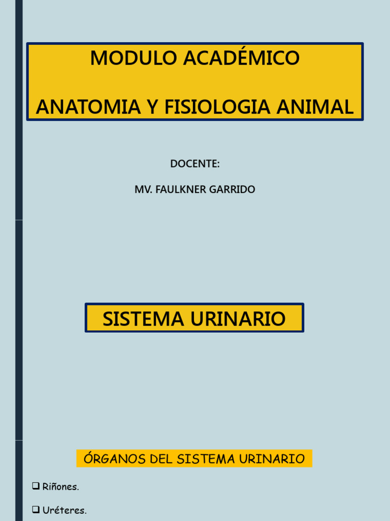 Anatomía y Fisiología del Sistema Urinario | PDF | Riñón | Sistema urinario