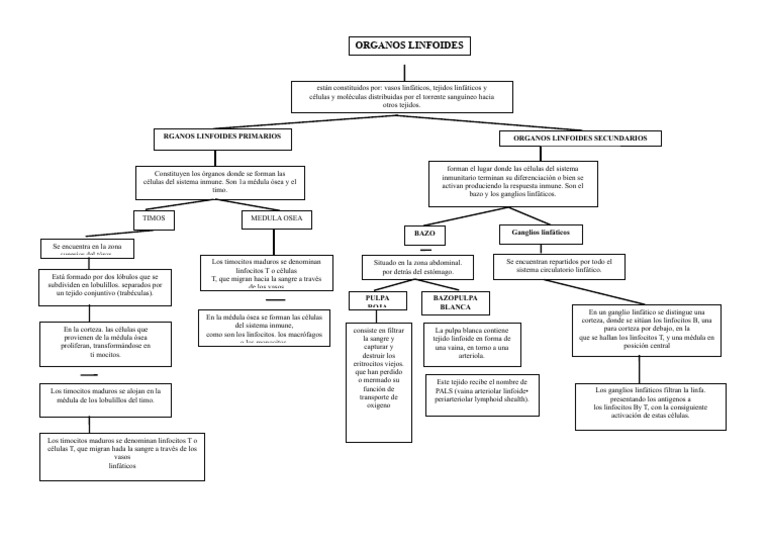 Mapa Conceptual | PDF | Sistema linfático | Linfocitos