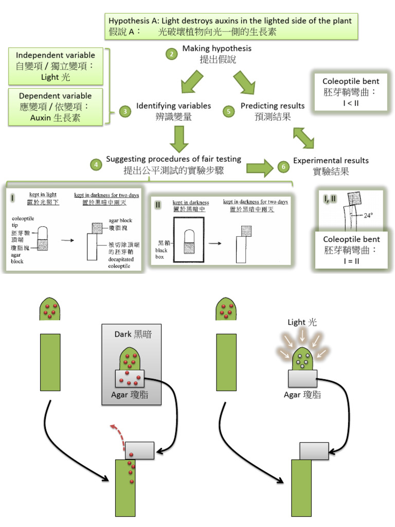 Plant Growth Experiment Guide | PDF