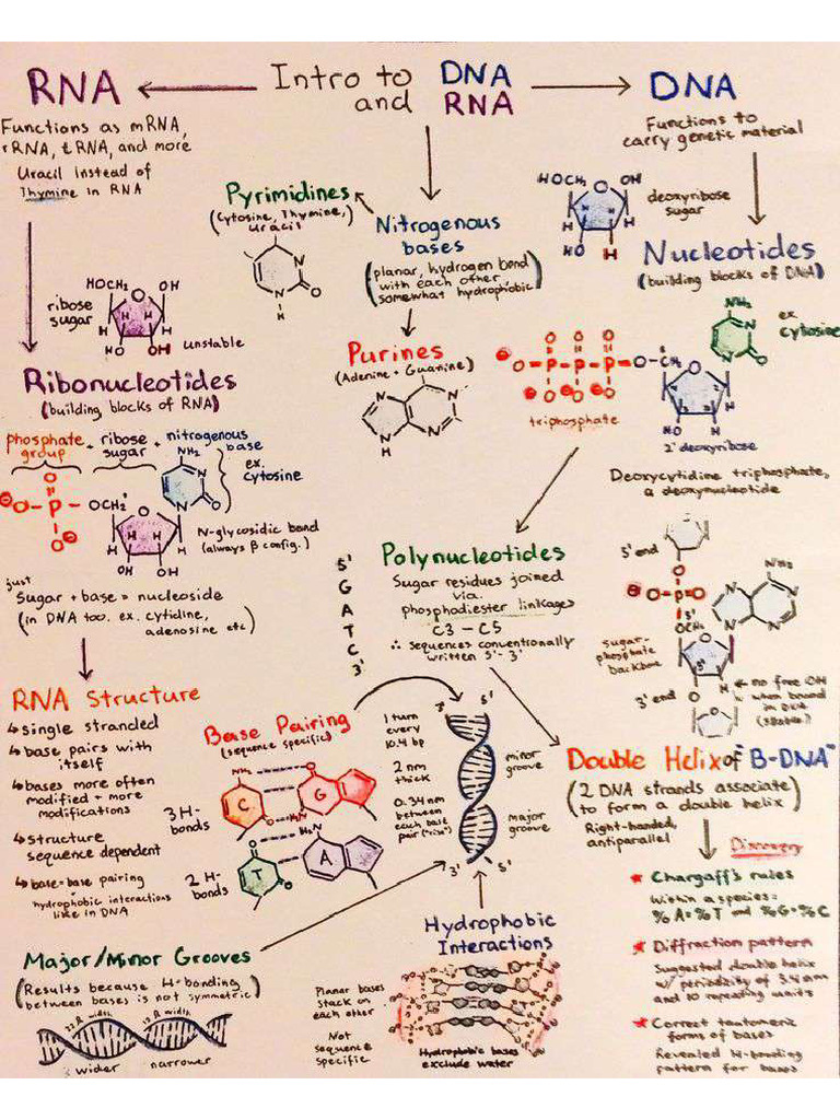 Introductory Biochemistry Flowcharts | PDF