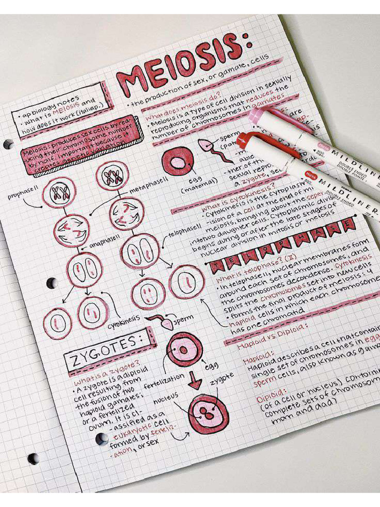 Ap Bio Notes Meiosis | PDF