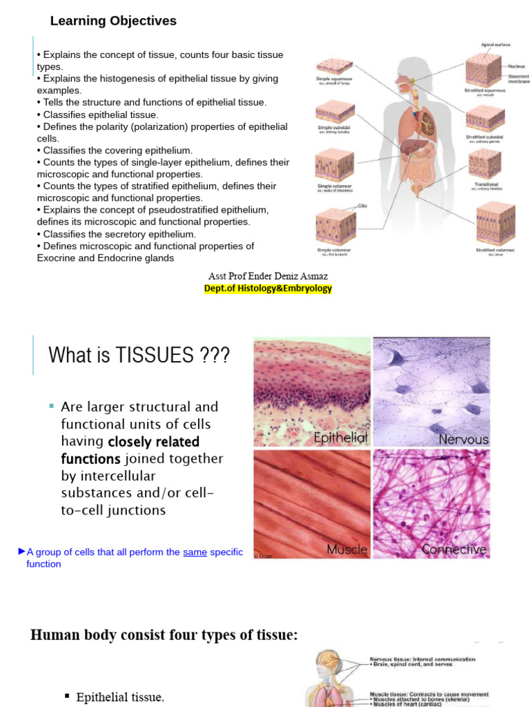 1 Epithelialtissue | Download Free PDF | Epithelium | Tissue (Biology)