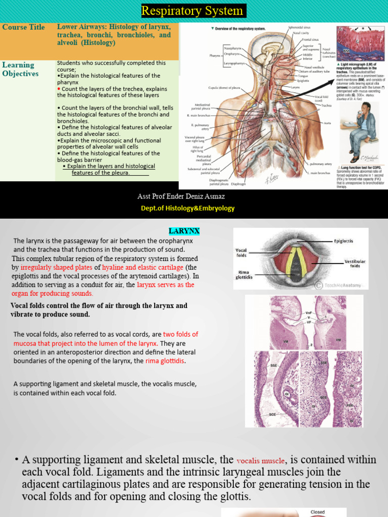 Respritory System Part2 | PDF | Larynx | Respiratory Tract