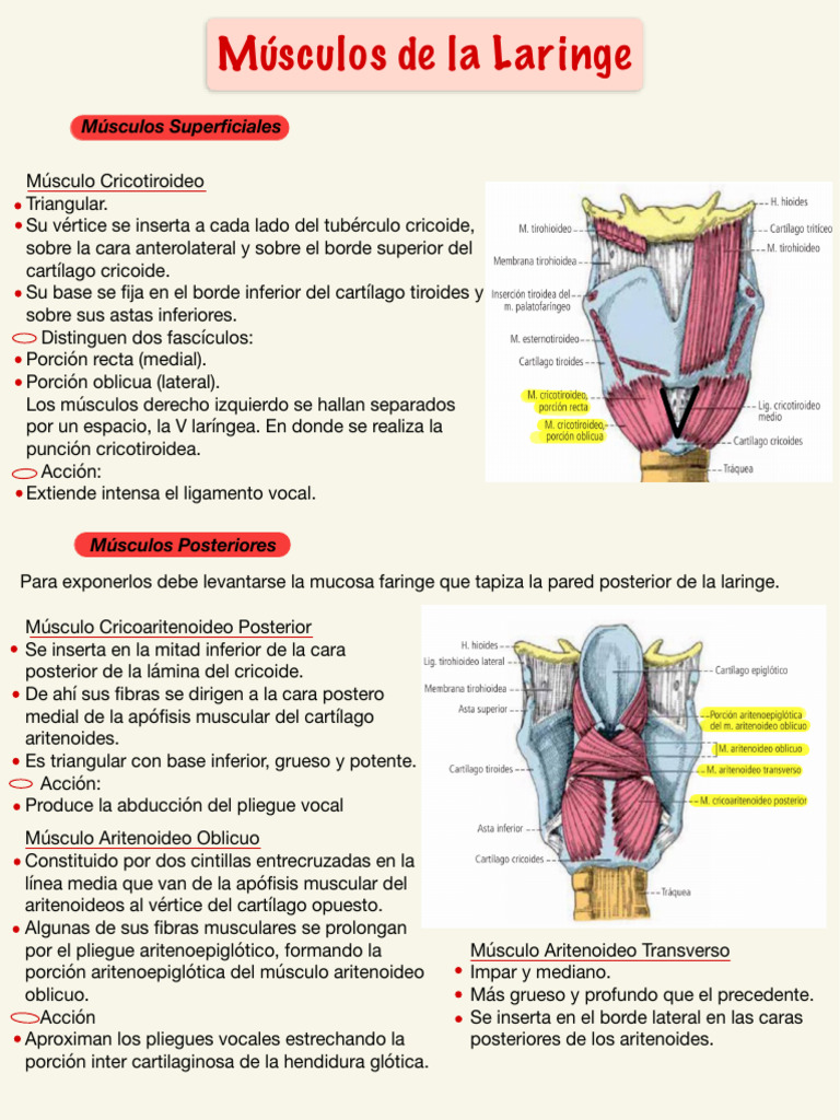 Músculos de La Laringe | Descargar gratis PDF | Laringe | Anatomía humana