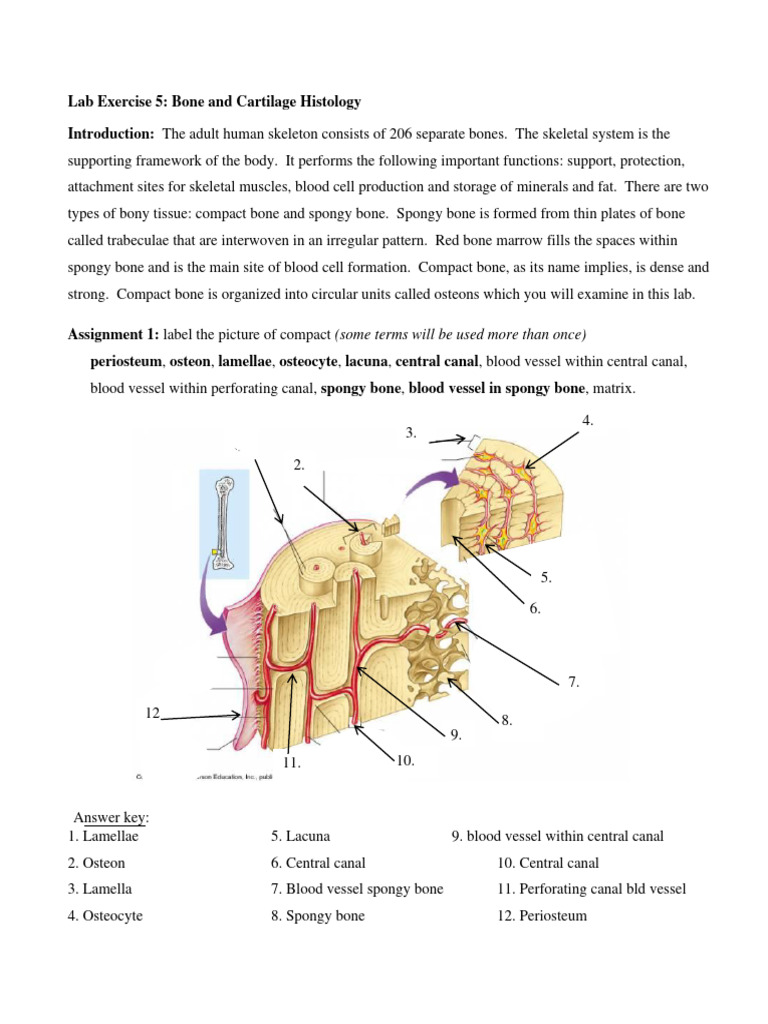 Skeletal System Worksheets (Doc Version) (1) | PDF | Bone | Skull