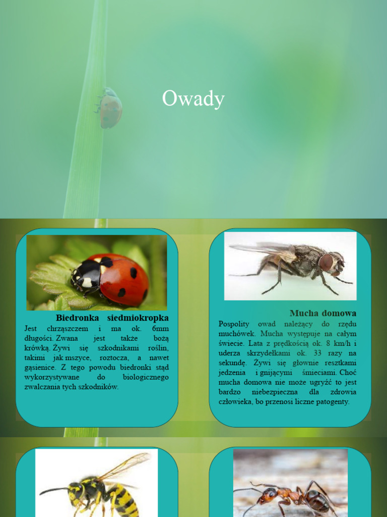 Owady | PDF