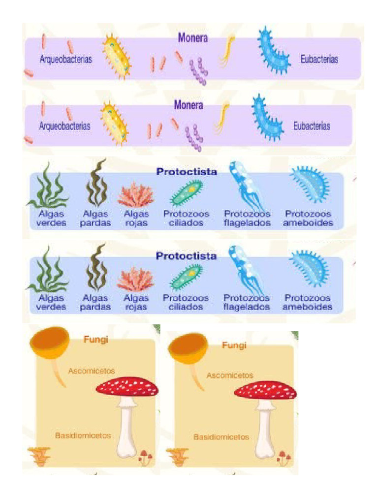 reino fungi, monera, protoctista.pdf | PDF