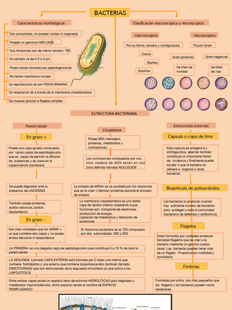 Mapa Conceptual de Las Bacterias 2 | PDF | Las bacterias | Biología Celular)