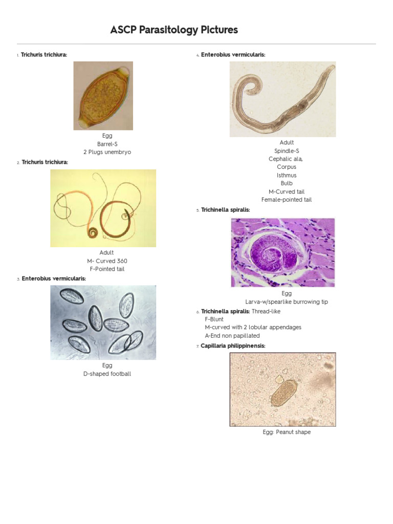 ASCP PARASITOLOGY iMAGES | PDF | Parasitism | Medical Specialties