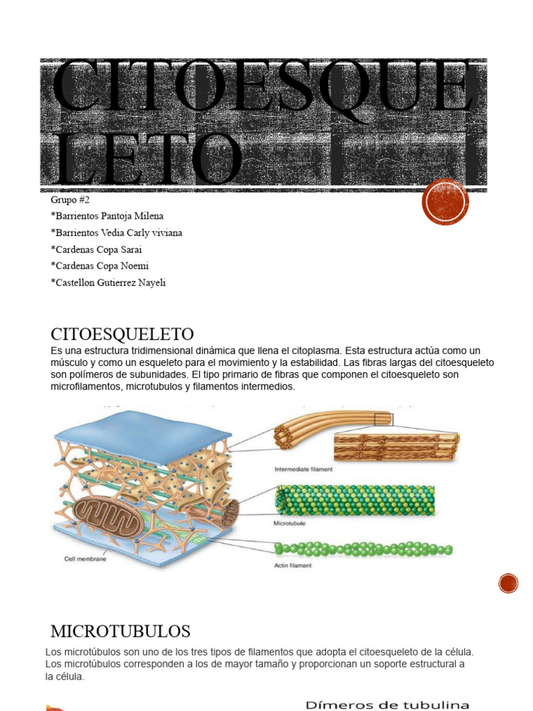 Microtubulos | PDF | Citoesqueleto | Actina