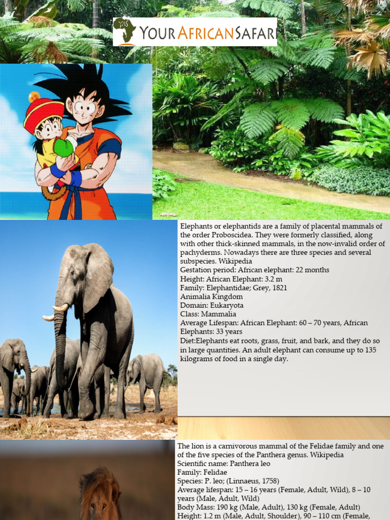 Mi Safari en Ingles | Download Free PDF | Giraffe | Chimpanzee