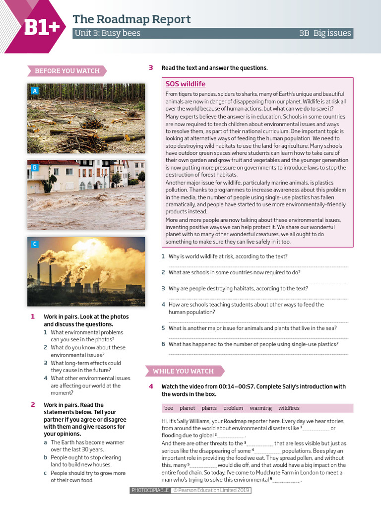 ROADMAP Report B1+ Worksheet Unit | Download Free PDF | Bees | Wildlife