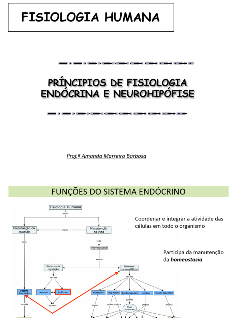 Aula 04 Sistema End Crino | PDF | Tireoide | Glândula suprarrenal