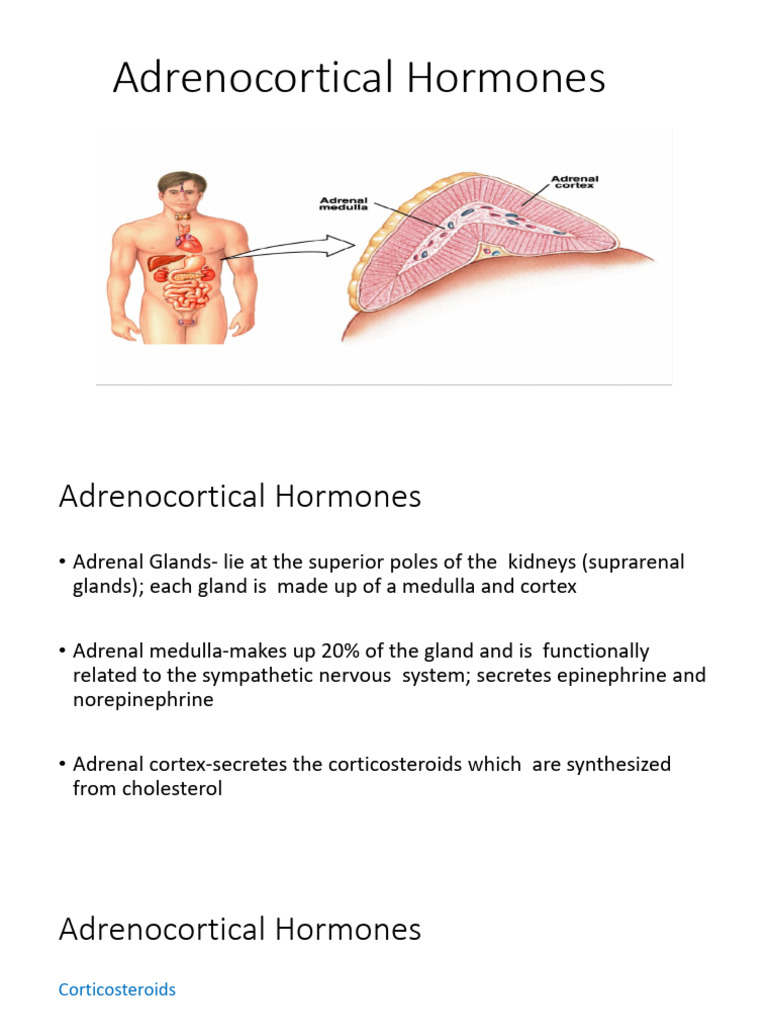 6-Adrenocortical Hormones Pancrease | PDF | Adrenal Gland | Insulin