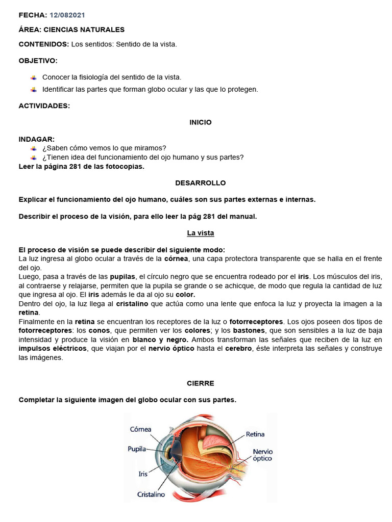 Clase Sentido de La Vista | PDF | Ojo humano | Percepción visual