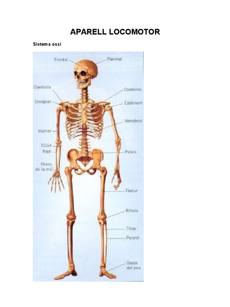 L'aparell Locomotor | PDF