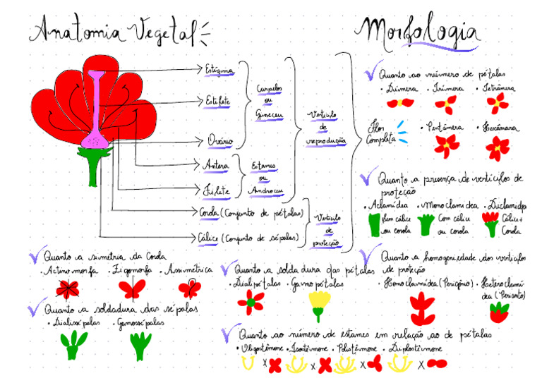 Morfologia Vegetal 2 | PDF