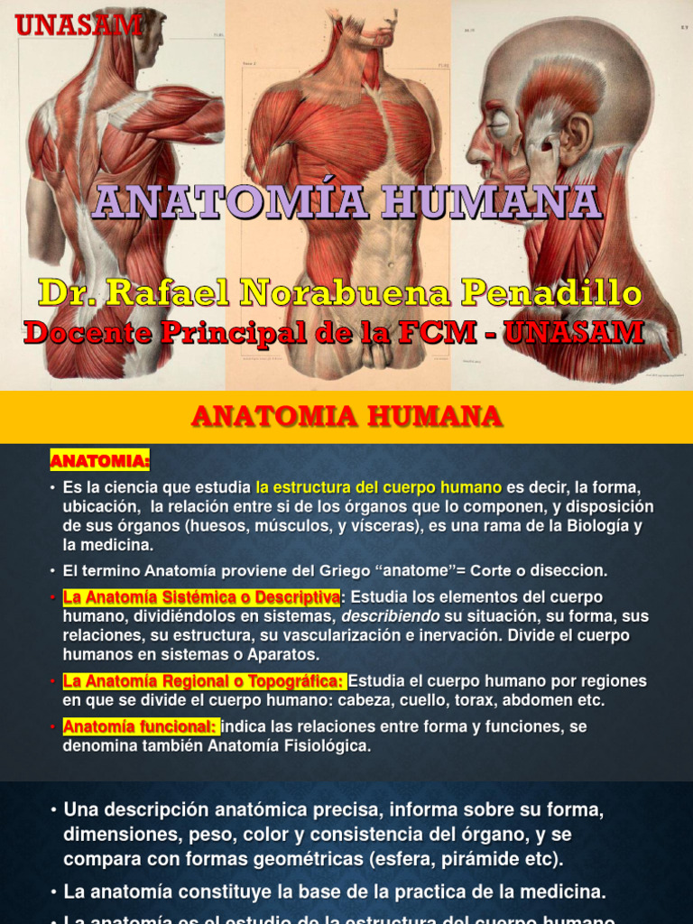 Términos De Definición De Anatomía Humana