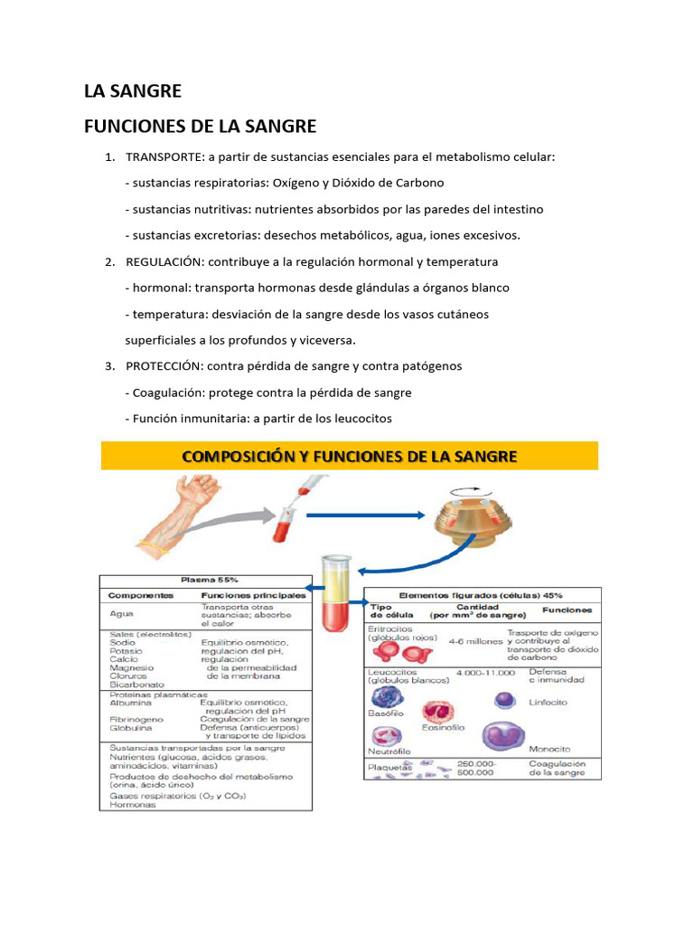 La Sangre | PDF | Sangre | Corazón
