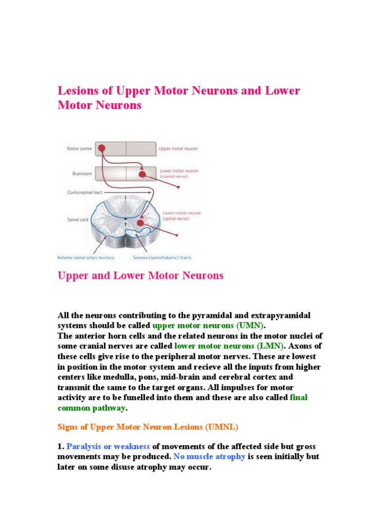 Lesions of Upper Motor Neurons and Lower Motor Neurons | Anatomical ...