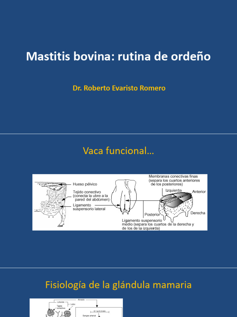 Mastitis Bovina | PDF | Microbiología | Especialidades Medicas