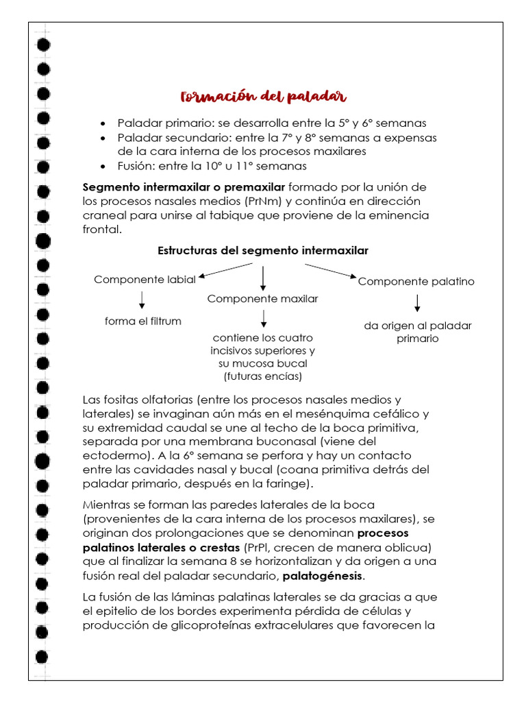 Desarrollo del Paladar Humano | PDF | Cabeza y cuello humanos ...