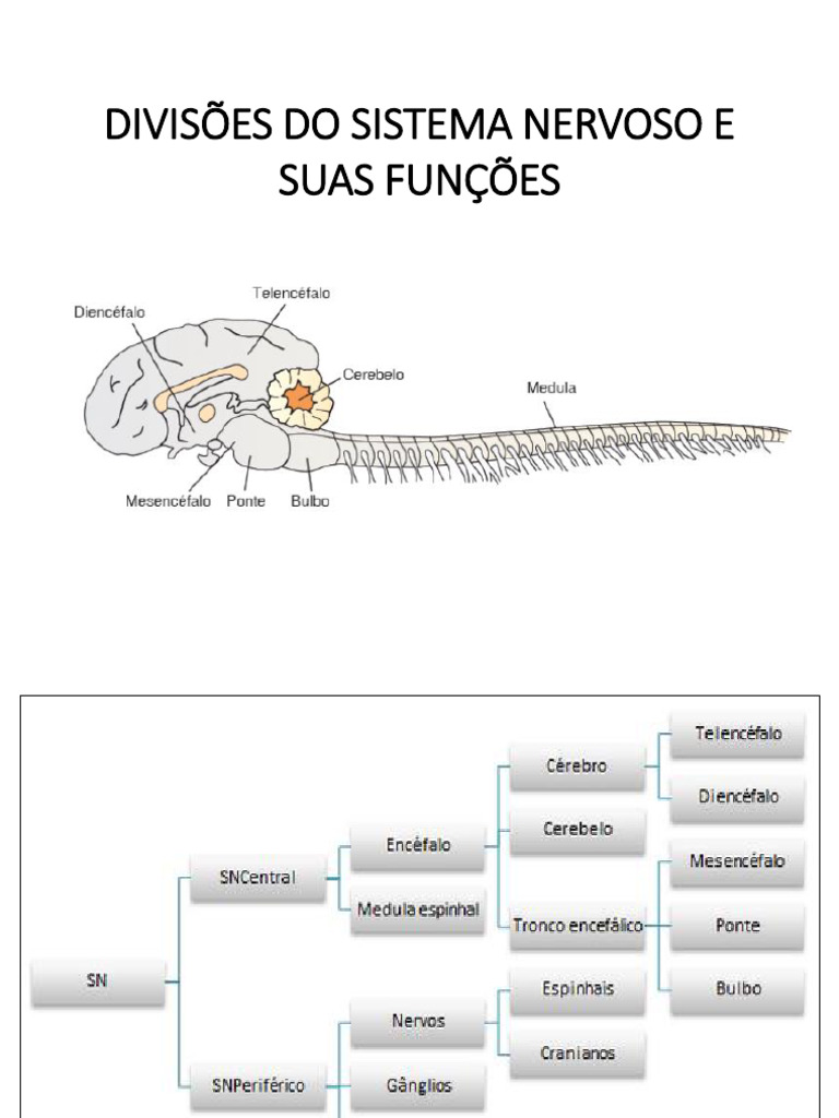 Encfalo. Anatomia e Funes | PDF | Cérebro | Hipotálamo