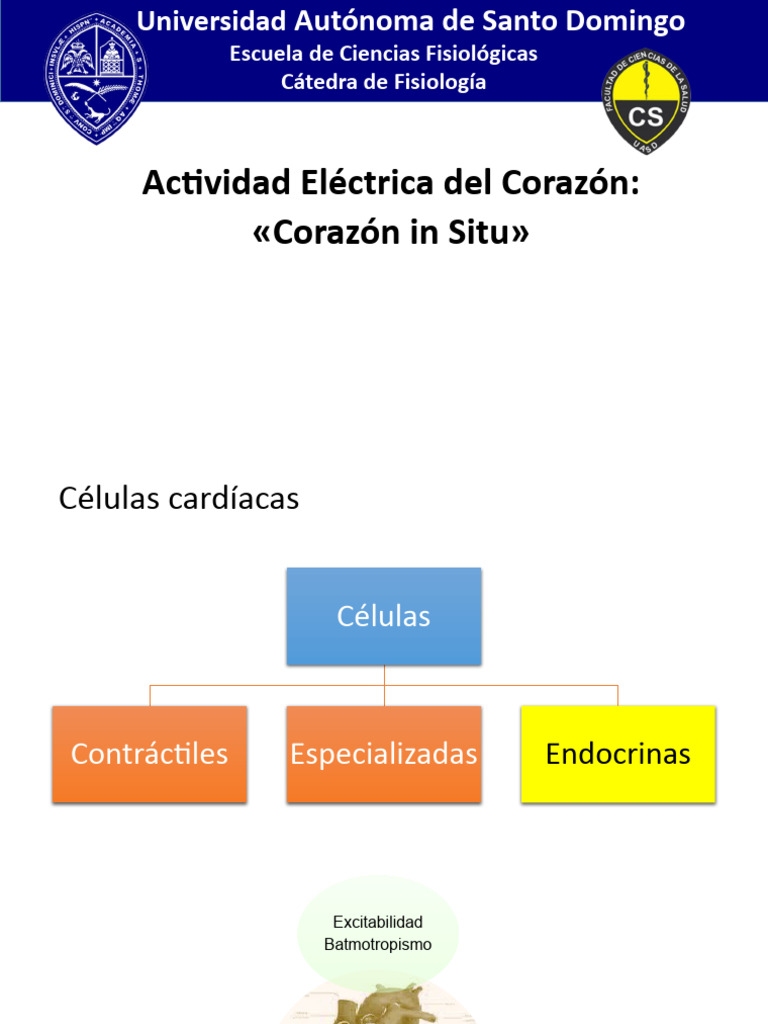 CorazonInSitu CORAZON INSITU FISIOLOGIA 1 | PDF | Corazón | Angiología