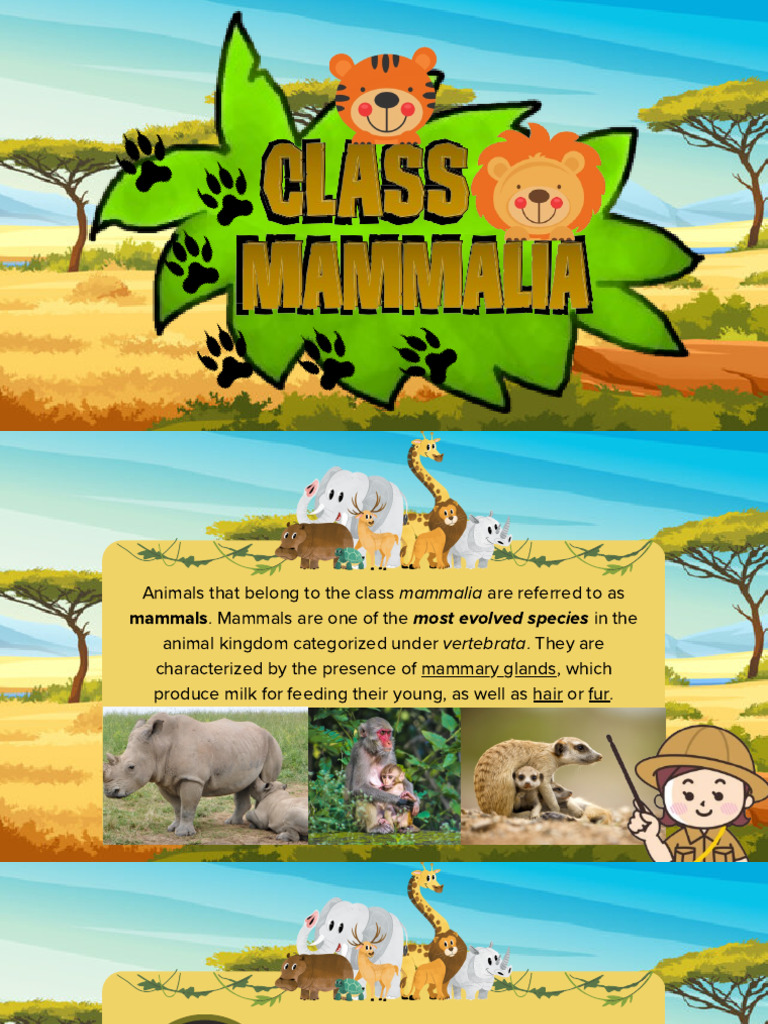 CLASS MAMMALIA | PDF | Mammals | Marsupials