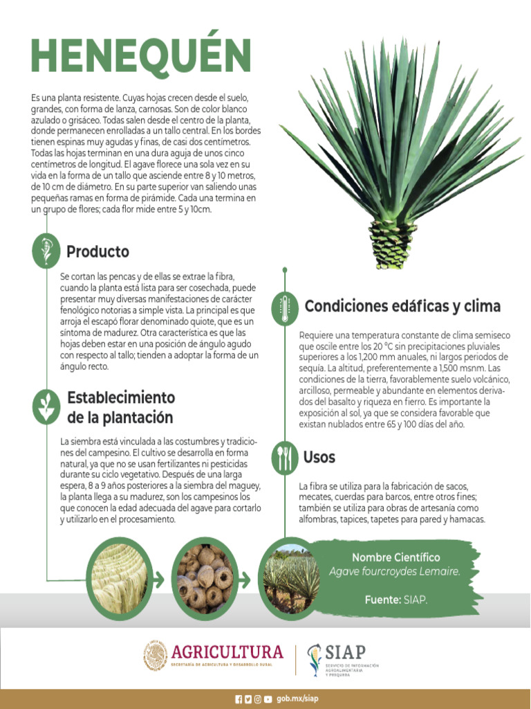 Cultivo y Usos del Henequén | PDF | Plantas | Botánica