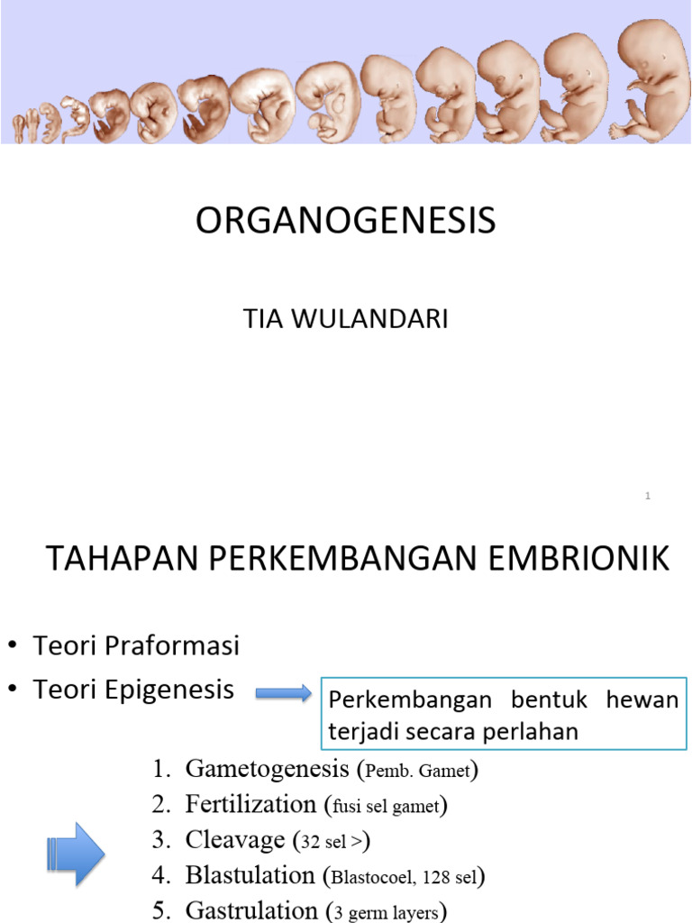 Organogenesis | PDF