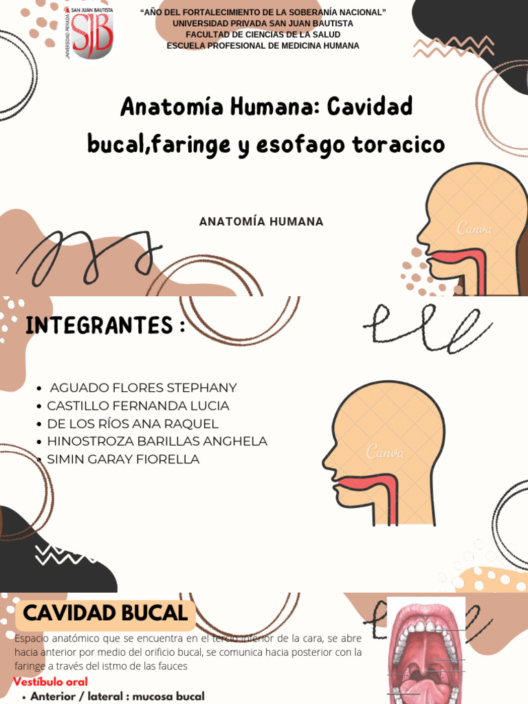Cavidad Bucal | PDF | Esófago | Lengua