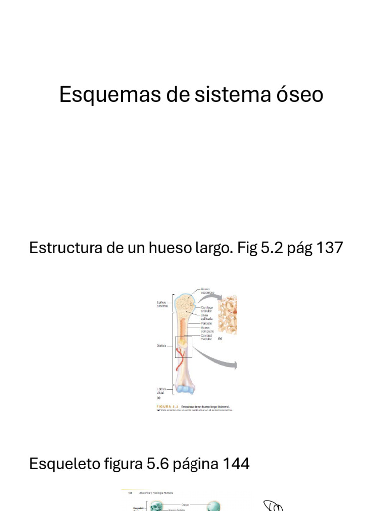 Esquemas Estructuras Óseas | PDF