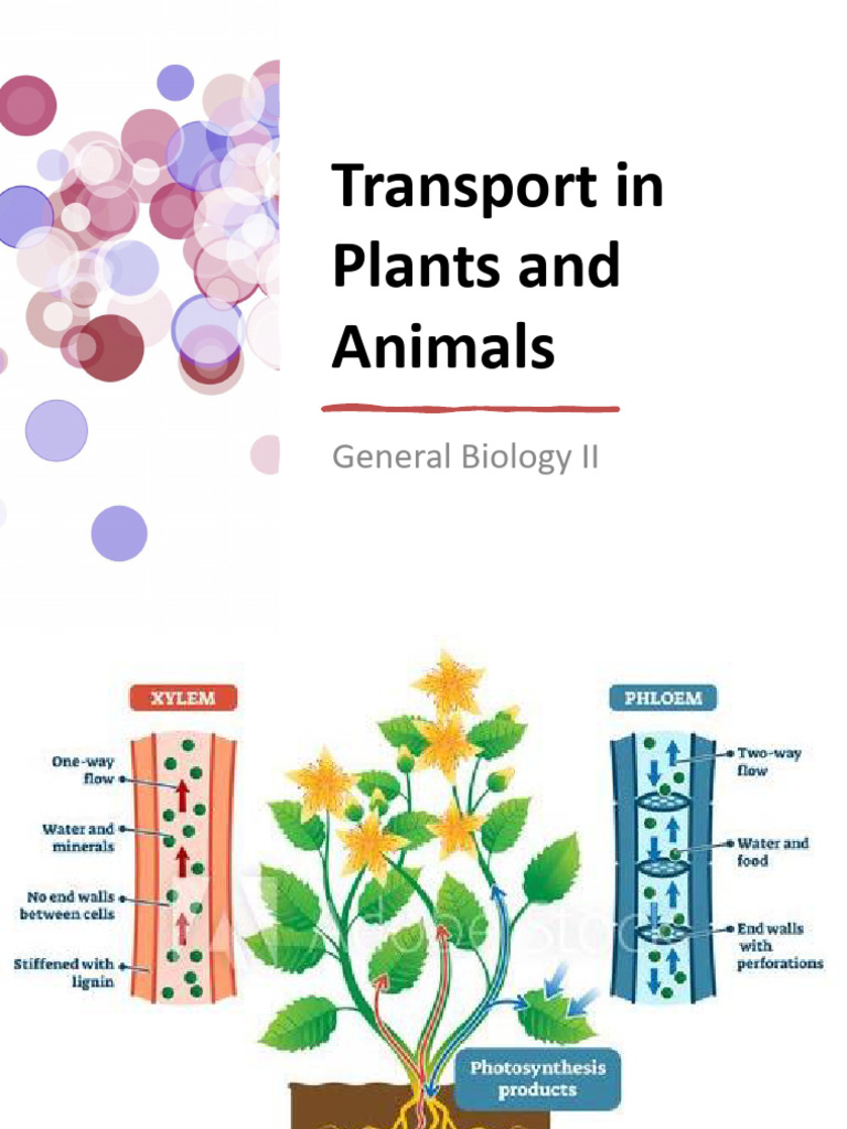 Transport in Plants and Animals | PDF | Artery | Heart Valve