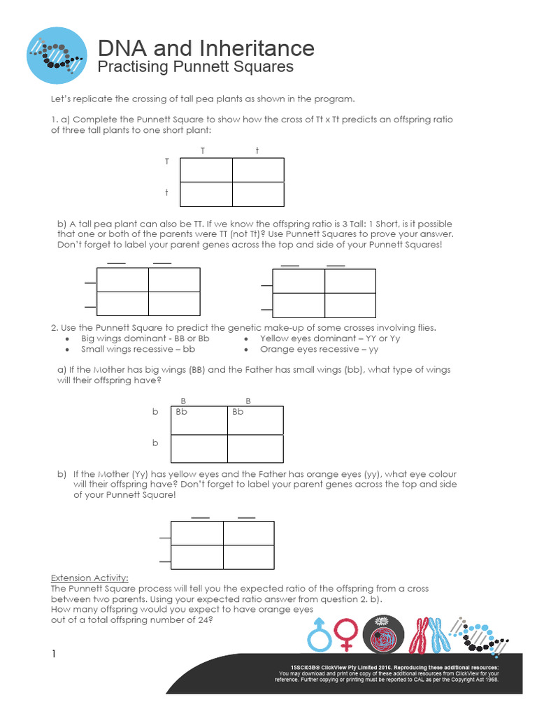 Practising Punnett Squares | PDF