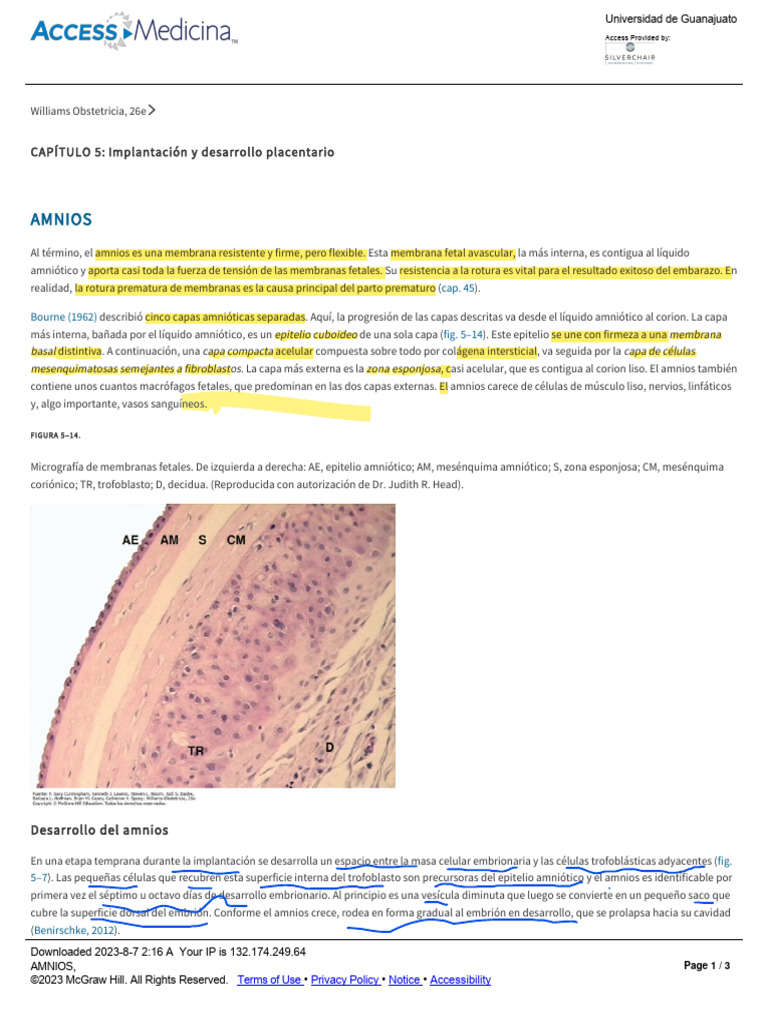 AMNIOS | PDF | Epitelio | El embarazo
