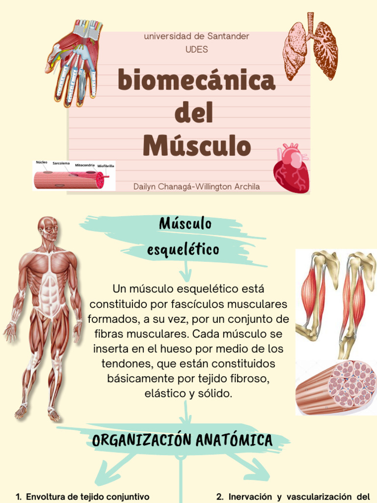 Biomecanica Del Musculo | PDF | Músculo | Músculo esquelético