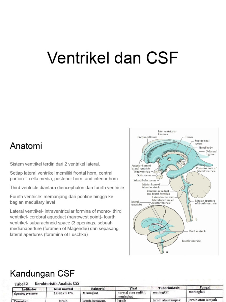 Clinical Neuroanatomy - Ventricular Dan CSF | PDF