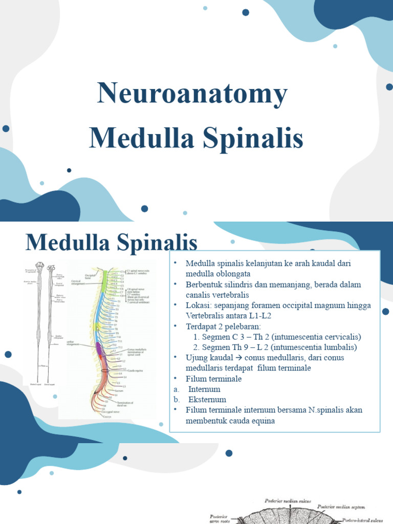 Clinical Neuroanatomy - Basal Ganglia, Spinal Cord Dan Medulla Spinalis | PDF