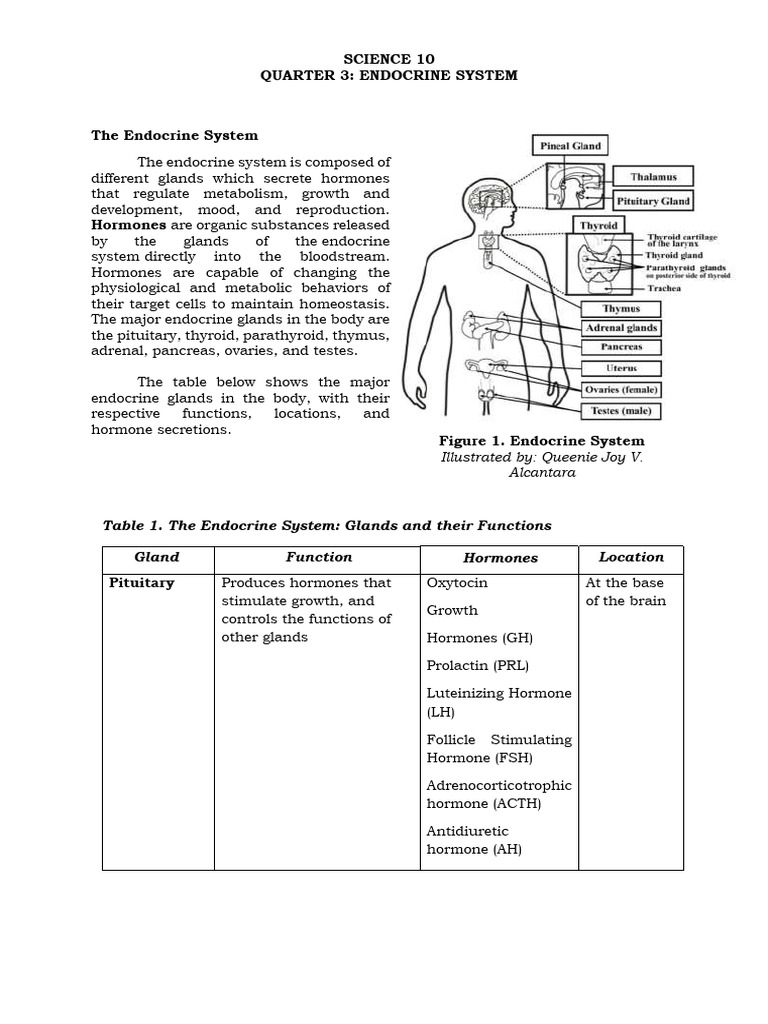 Sci10 Q3 Mod1 The Endocrine System Glands and Their Hormones | PDF | Endocrine System ...