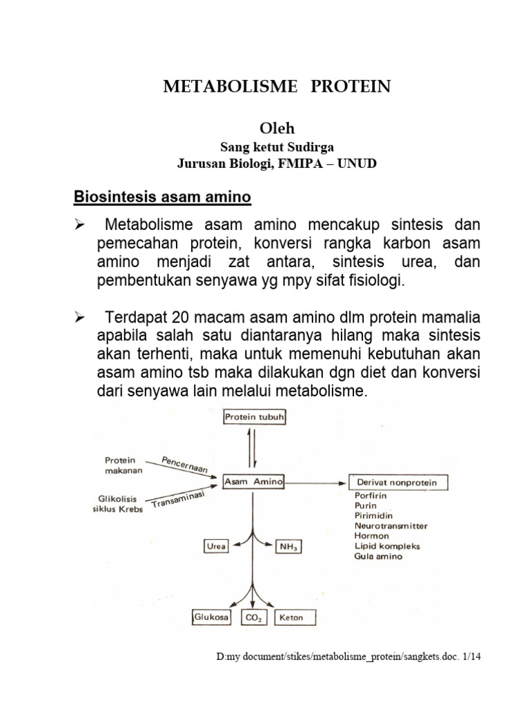 Metabolisme Protein | PDF | Memasak, Makanan, & Anggur | Kesehatan Holistik