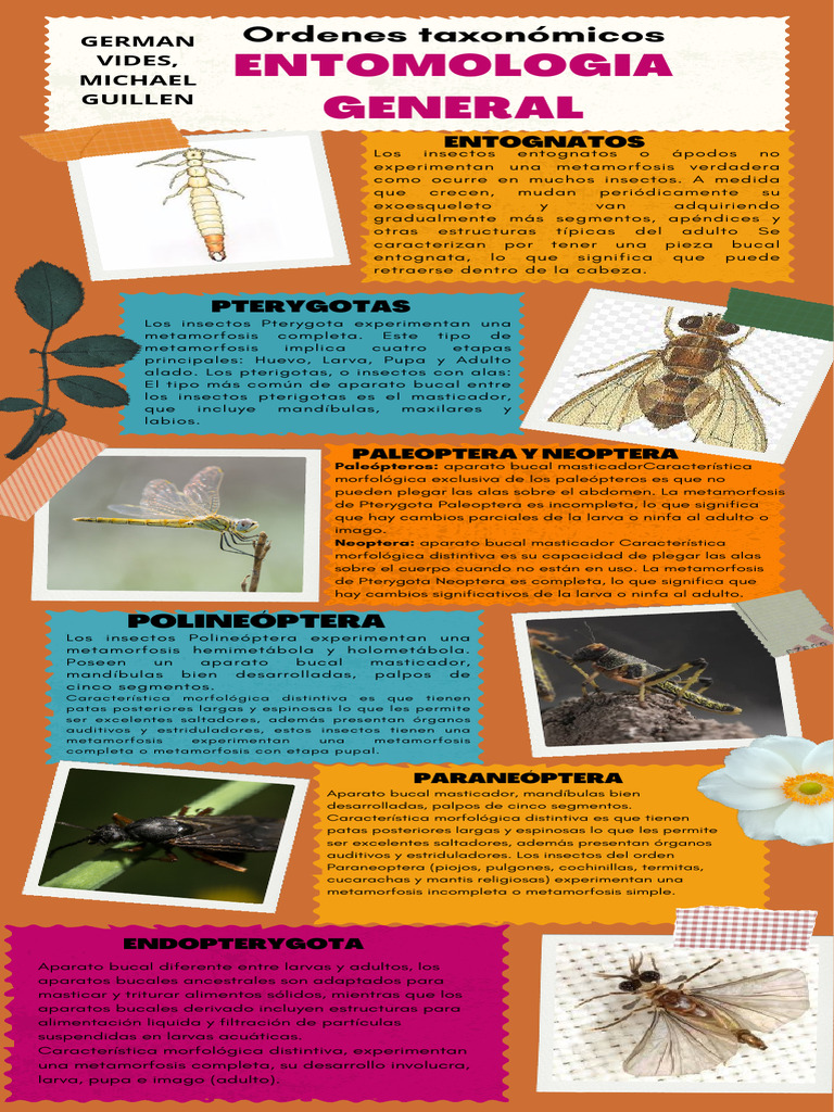 Tipos de Aparato Bucal en Insectos | PDF | Insectos | Larva