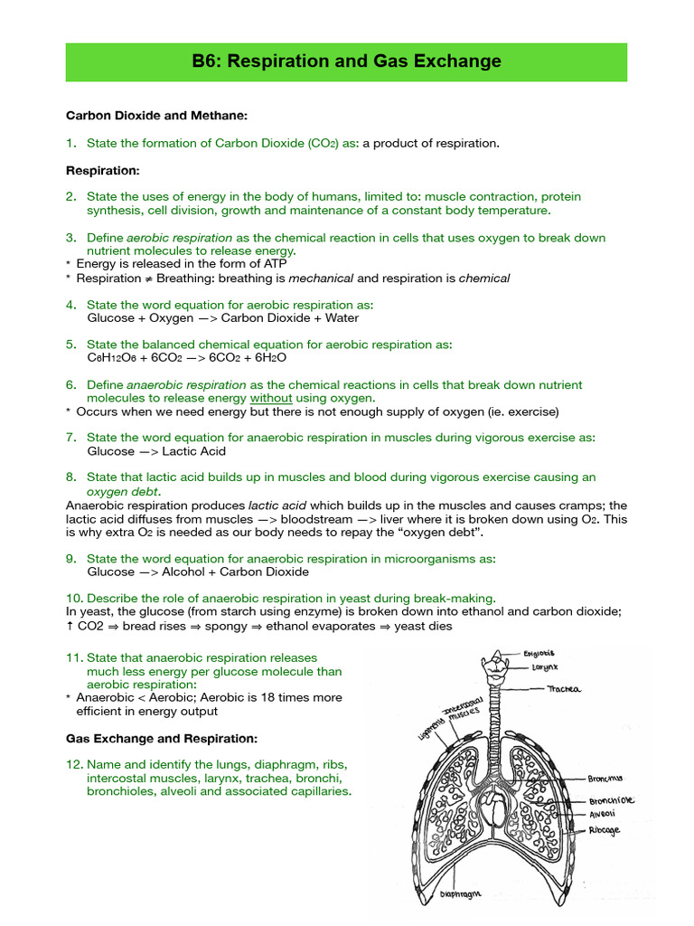 B6 Respiration and Gas Exchange.pages | PDF | Cellular Respiration ...