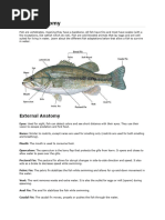 Fish Nares: Smell Mechanism Explained | PDF | Olfaction | Fish