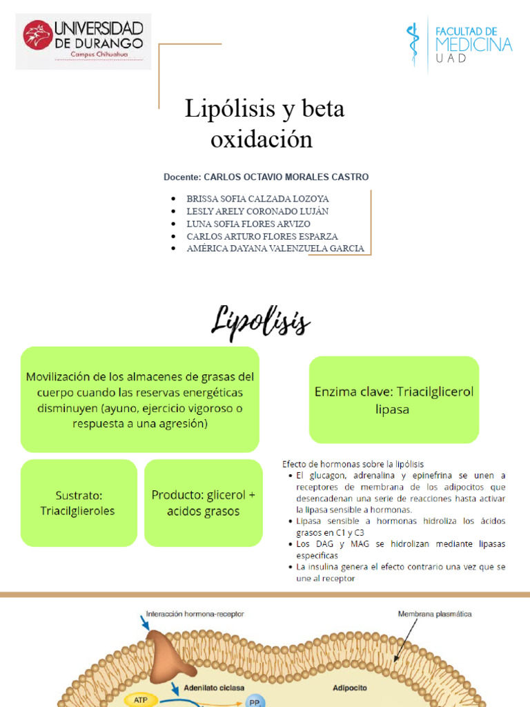 Lipólisis y Beta Oxidación | PDF | Bioquímica | Química Lipólisis y Beta Oxidación | PDF | Bioquímica | Química