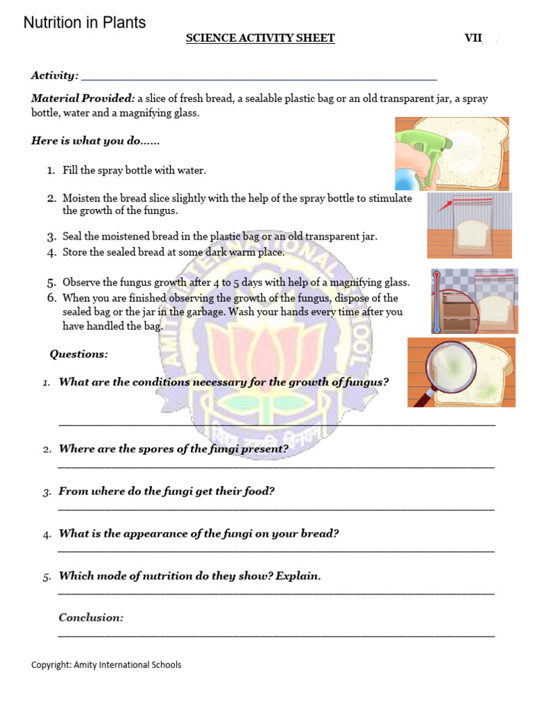 Fungus Growth Experiment for Students | PDF | Wellness